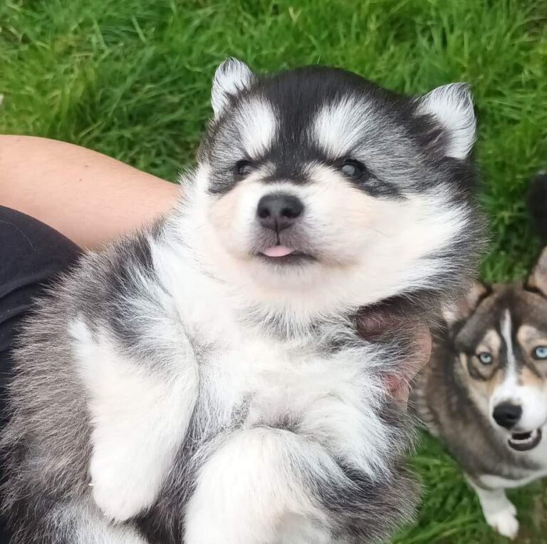 Éleveurs de Pomsky - European Pomsky Club